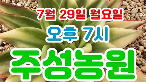 728일 내일 오후7시 주성농원 실방 금다육 식물 달님다육 라이브방송 하월시아 주성제이드스타금 Youtube