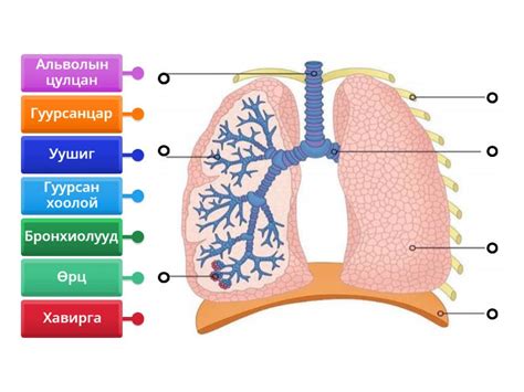 Амьсгалын эрхтэн тогтолцооны бүрэлдэхүүн хэсгийг зөв харгалзуулаарай Labelled Diagram