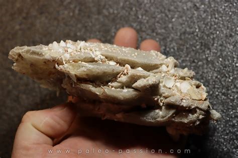 Gypsum Crystal With Fossils Seashell Inclusion Nouakchott Mauritania