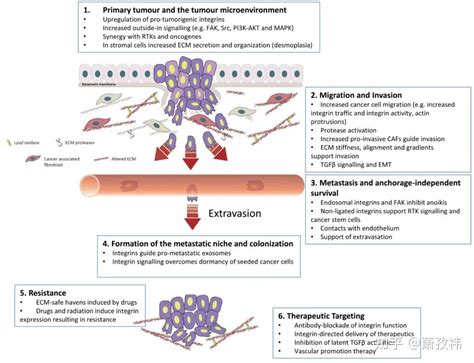 双向信号传导：整合素integrins 知乎