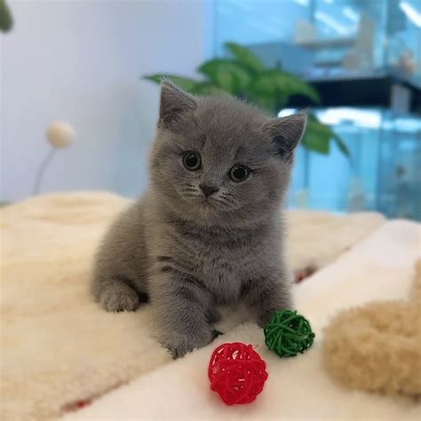 천안고양이분양 먼치킨분양 브리티쉬숏헤어분양 랙돌분양 데본렉스분양 고양이전문분양 퍼스트캣 퐝실퐝실💙💜🤍 오랜만에 도착한 퐝실이 블루 브리티쉬숏헤어 공주님😍 튼실한 체격과