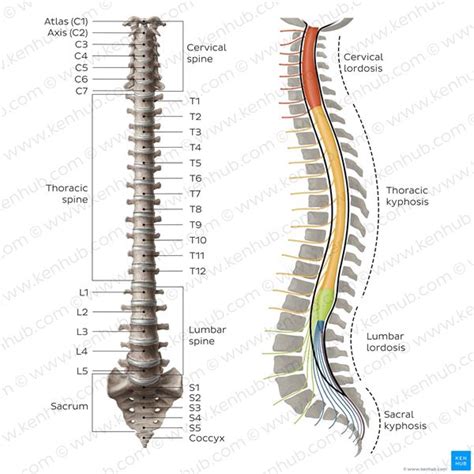 Diagram Of Spine With Labels