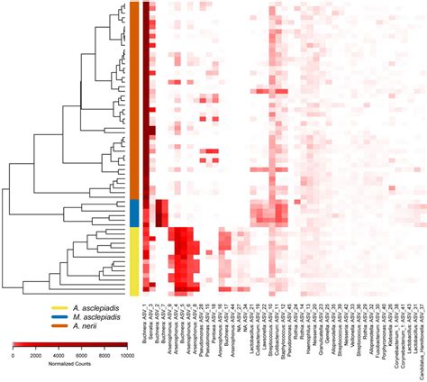 Hierarchical Clustering Of All Samples Based On Deseq2 Normalized Read