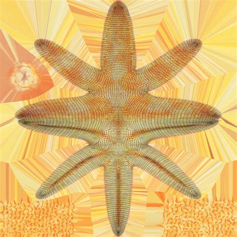 D Model Of Dried Flat Starfish