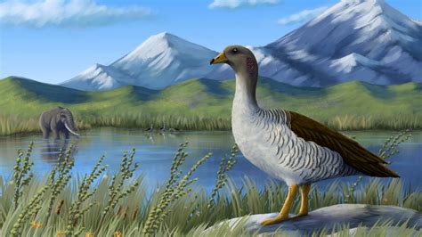 Descubren Una Nueva Especie De Ave Que Vivió Durante La Era Del Hielo