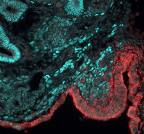 9th International Symposium On The Biology Of Vertebrate Sex