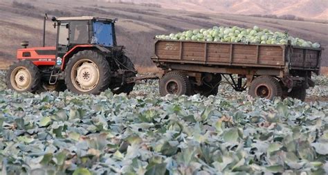 გასულ წელთან შედარებით დაღესტნის რესპუბლიკაში სოფლის მეურნეობის წარმოება გაიზარდა Potatoes