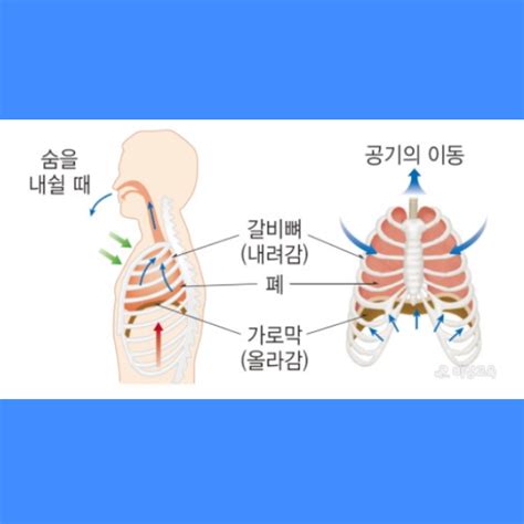 호흡계 구조와 기능 코 기관 기관지 폐 폐포 역할 특징 호흡운동 원리 들숨과 날숨 기체교환 세포호흡 네이버 블로그