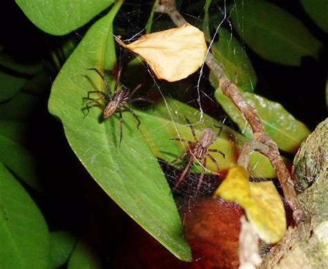 Cambridgea Annulata — Wikipédia