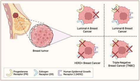 Understanding Triple Negative Breast Cancer Tnbc