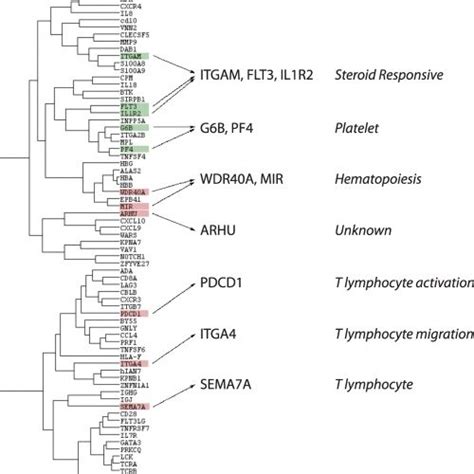 B Dendrogram Of Genes Listed In Table 2 Showing Algorithm Composition Download Scientific