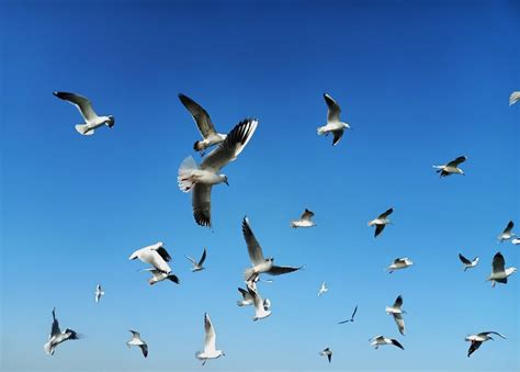 맑은 푸른 하늘을 나는 갈매기 무리 · 무료 스톡 사진