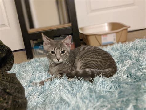 Welcome Kora And Kyle