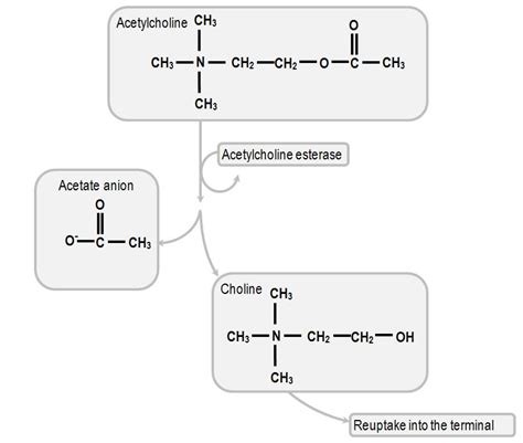 Synthesis And Metabolism Of Acetylcholine Deranged Physiology