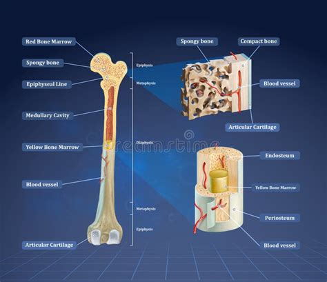 Detailed Human Bone Anatomy Stock Illustration Illustration Of