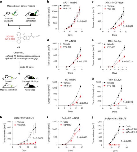 Inhibition Of Acss2 Triggers Stronger Tumor Growth Inhibition In