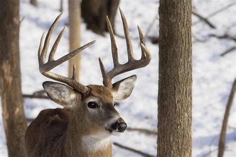 The Great Big Oklahoma Deer Hunting Guide Wide Open Spaces