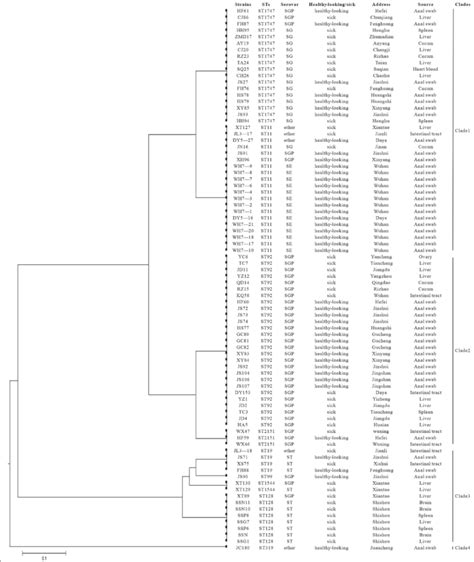 Multilocus Sequence Typing Minimum Evolution Tree Of The Salmonella Download Scientific Diagram