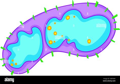 Infection Bacteria Germ In Cut Out Stock Images And Pictures Alamy