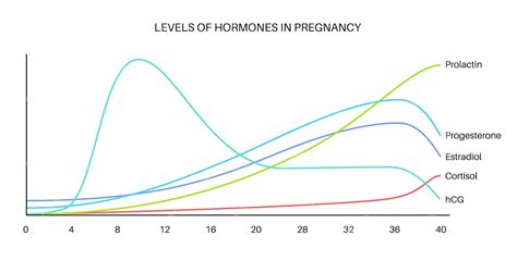 Premium Vector Levels Of Hormones In Pregnancy Hcg Prolactin Cortisol