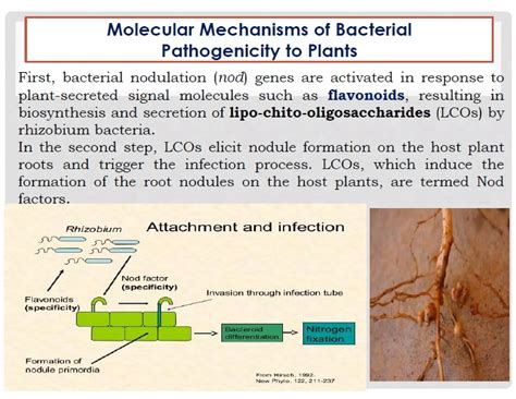 32 Host Pathogen Relationshippdf