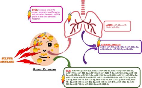Deciphering The Role Of Micrornas In Mustard Gas Induced Toxicity Pmc