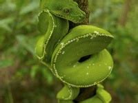Green Tree Python Ideas Python Green Trees Beautiful Snakes