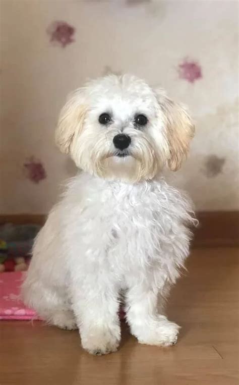 Maltipoo White