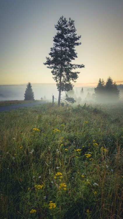 Foggy Morning Tumbex