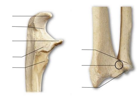 Proximal And Distal End Of Ulna Radius Diagram Quizlet