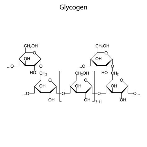 Glycogen Illustrations Royalty Free Vector Graphics And Clip Art Istock