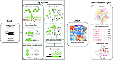 The Workflow Of Study And Taiji Pipeline Matched Rna Seq And Atac Seq