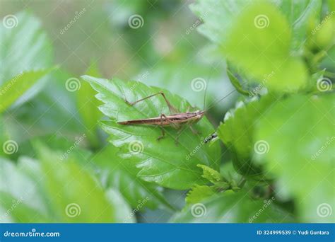 A Closer Look A Grasshopper Resting On The Green Leaves Of A Tree A Closer Look A Grasshopper Resting On The Green Leaves Of A Tree