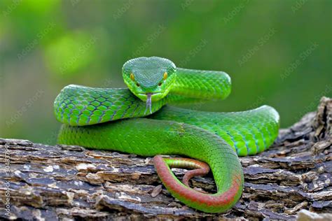 Pit Viper Snake