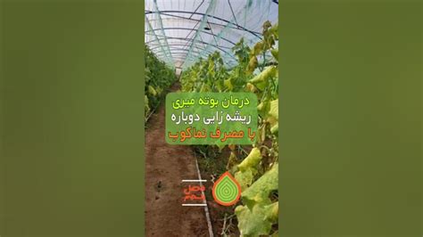 درمان زردی و بوته میری خیار و ریشه زایی دوباره با مصرف نماکوب Youtube