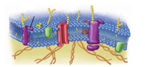 Phospholipid Bilayer Unlabeled