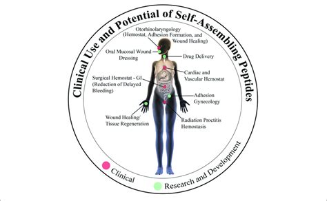 Current And Future Clinical Uses Of The Self Assembling Peptide Download Scientific Diagram