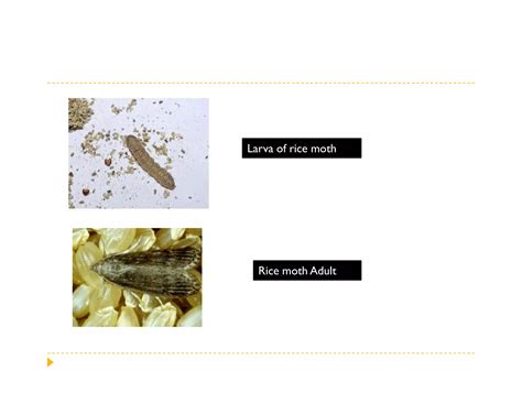 Storage Grain Pests Secondary Storage Pests Pdf