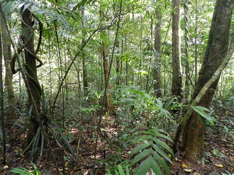 File Tropical Rainforest Agumbe  Wikipedia