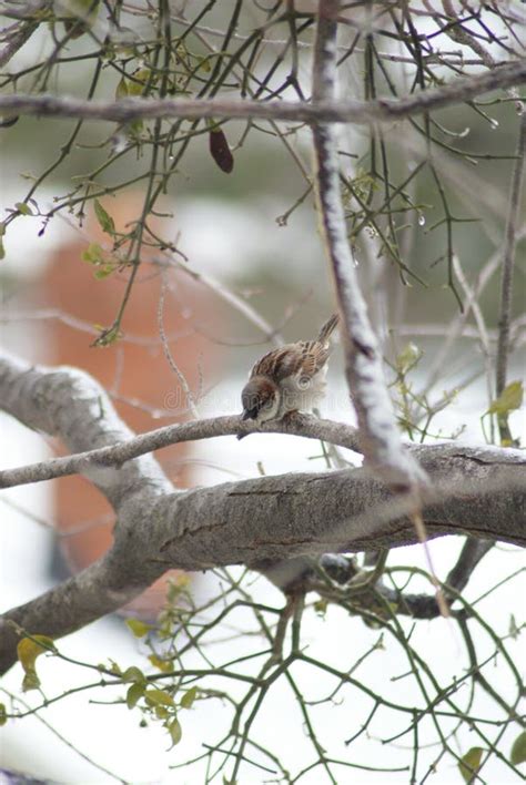 Eurasian Tree Sparrow Stock Image Image Of Winter Passerine 274819711