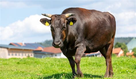 Japanese Cattle Breeds Farmhouse Guide