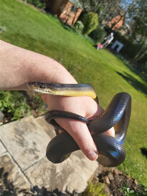 Australian Water Python Liasis Fuscus Cb21 Female Rarely Available Reptile Forums