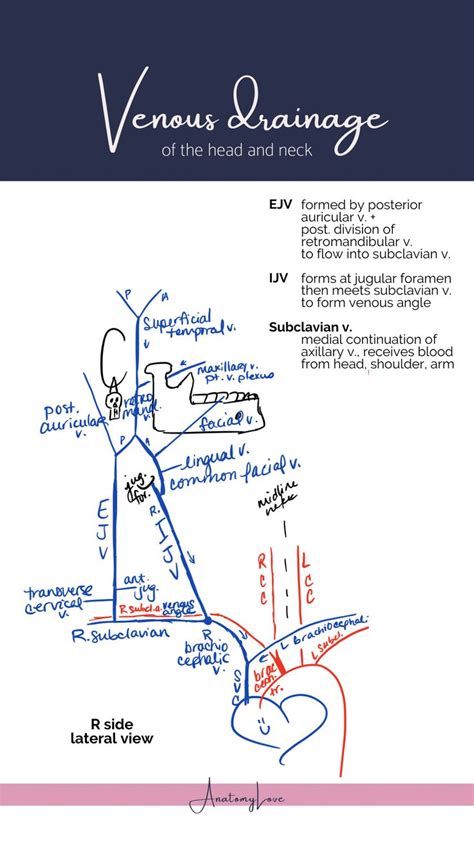 Venous Drainage Of The Neck Drawing Plexus Products Cervical Arteries