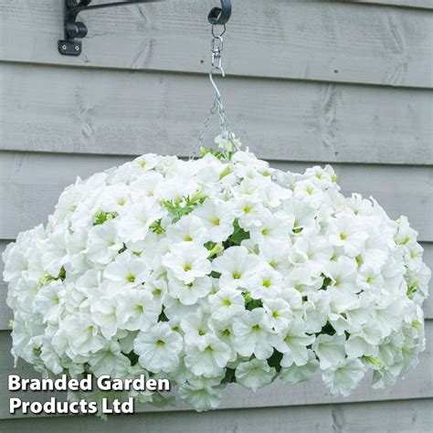 Petunia 'Titan Giant White' | Dobies