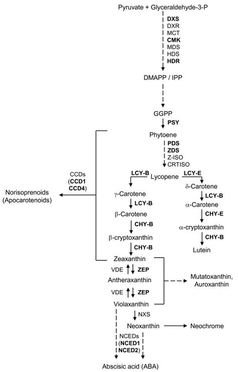 Schematic Representation Of Isoprenoid And Carotenoid Pathways In