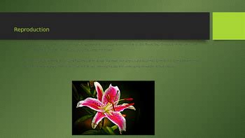Plant Reproduction PowerPoint By Glitz And Glam TpT