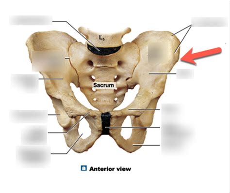 Pelvis Labeling Diagram Quizlet
