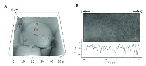 A Splat Visualized By Afm A Outlining Three Analysis Positions And