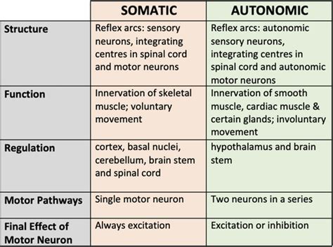 Week 10 Session 20 Autonomic Nervous System Anatomy And Function