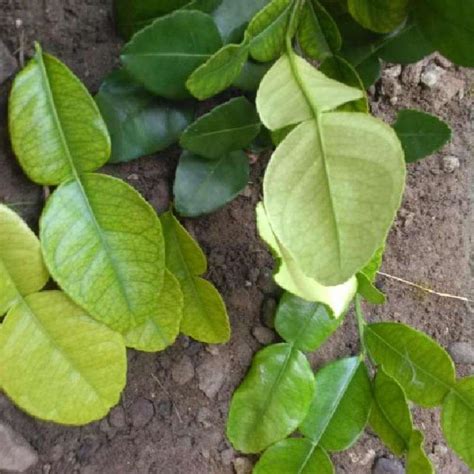 Jual Jeruk Nipis Segar Kg Termurah Harga Grosir Terupdate Hari Ini Blibli